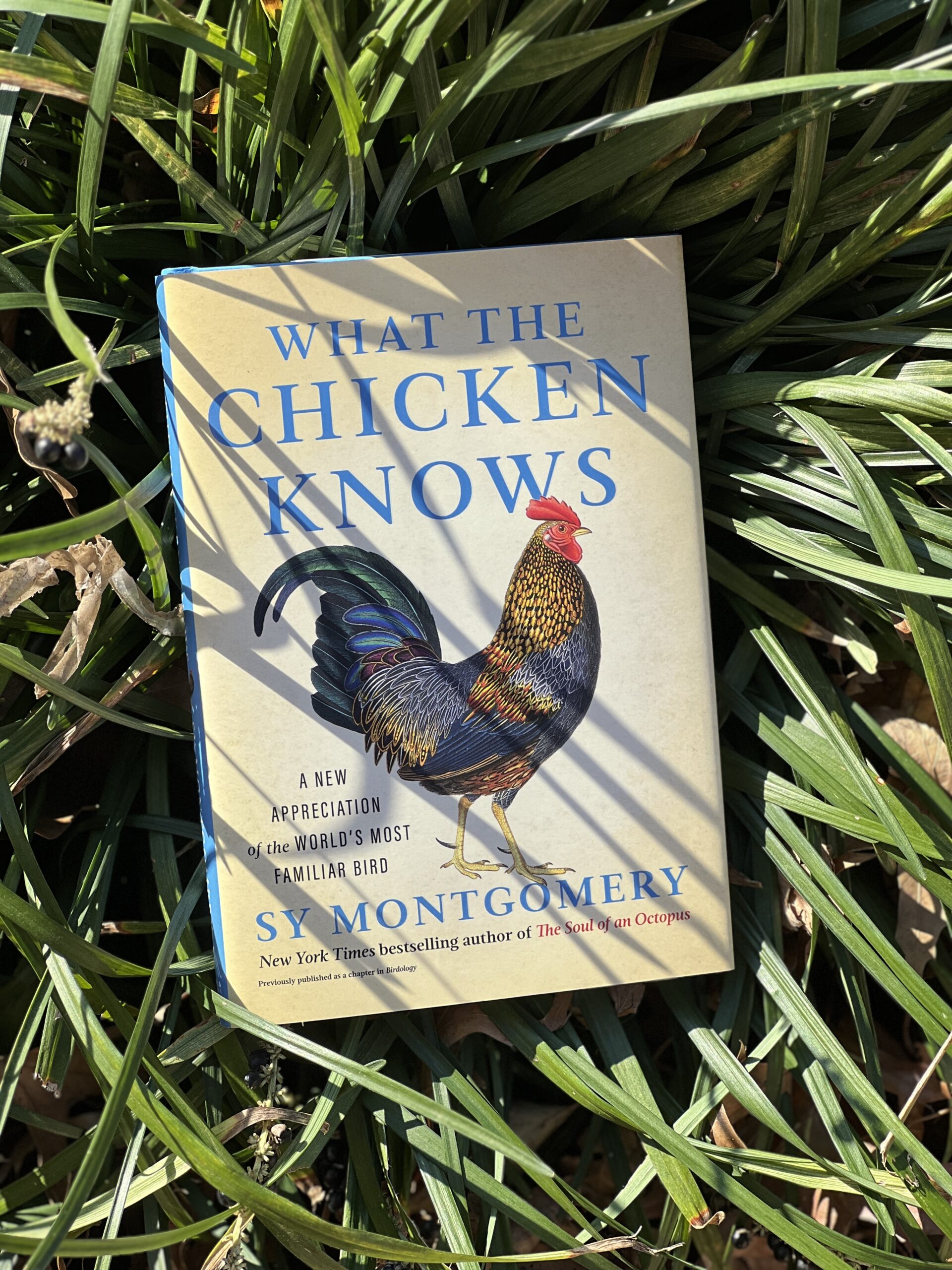 What the Chicken Knows - From Our Bookshelf